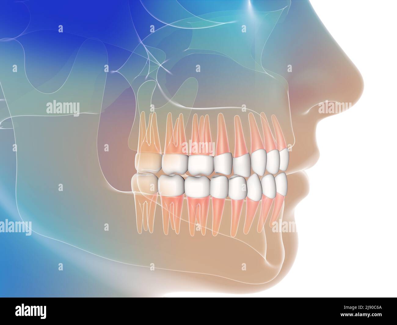 3d illustration of human teeth. Transparent anatomical image of the ...