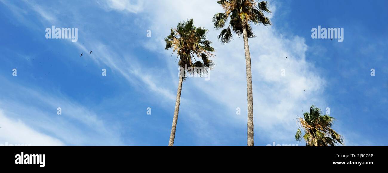 Palm Trees Tumblr Horizontal