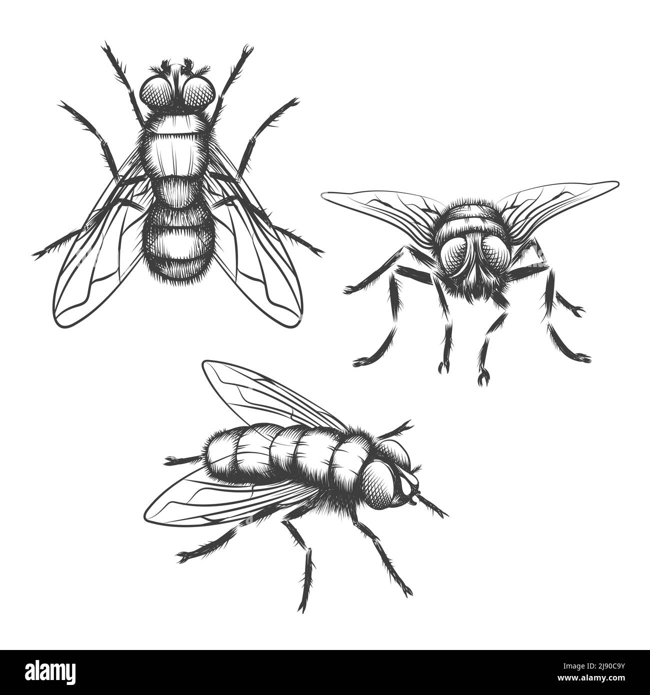 Hand drawn flies. Insect with wing, biology and sketch, vector ...