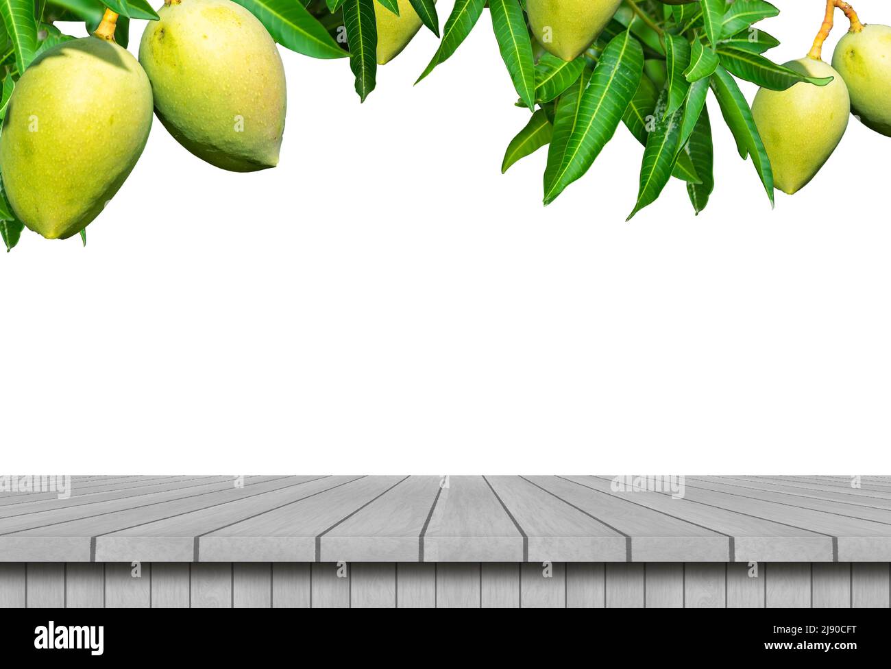 A mango tropical fruits hanging from a tree on a farm in white with an ...