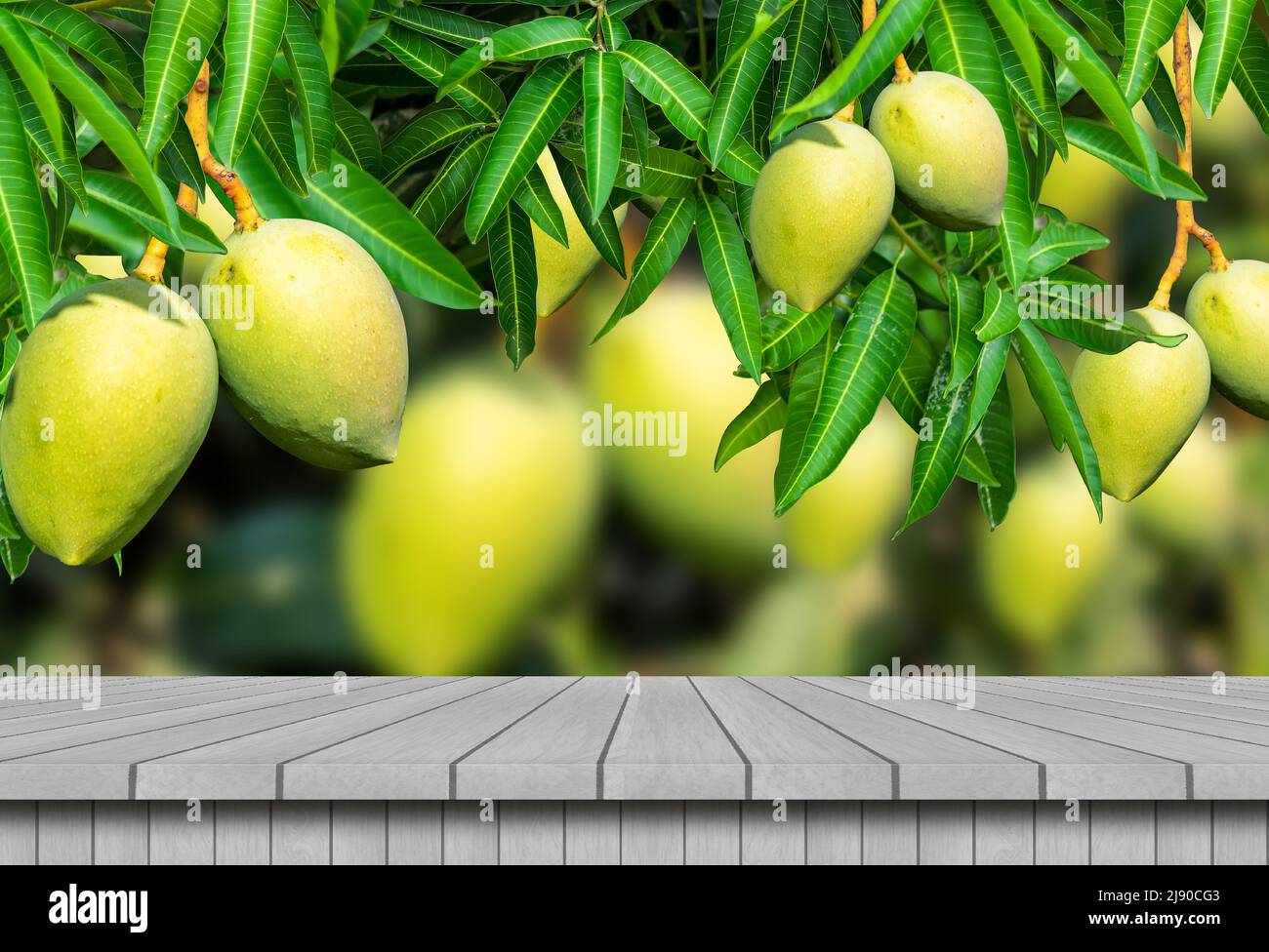 A mango tropical fruit hanging on tree with wooden table at organic ...