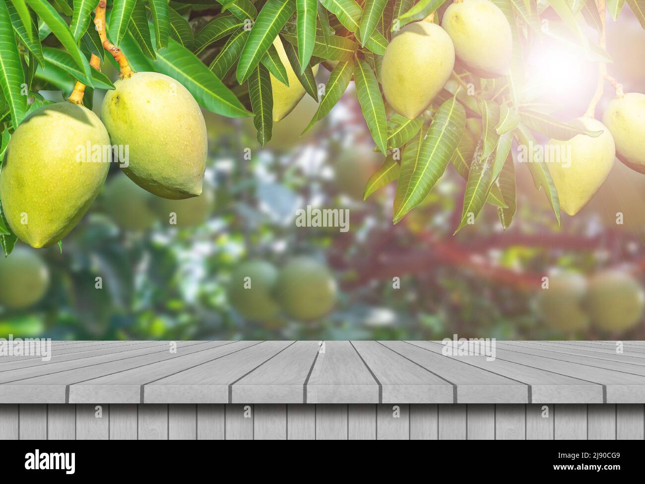 A mango tropical fruit hanging from a tree with a wooden table on an ...