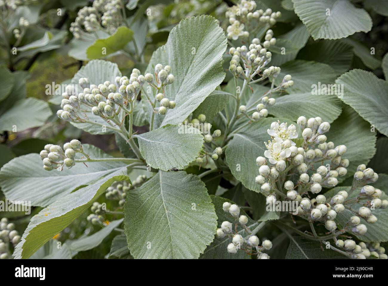 Common whitebeam, Sorbus aria, coming into flower, Abergavenny, Wales ...