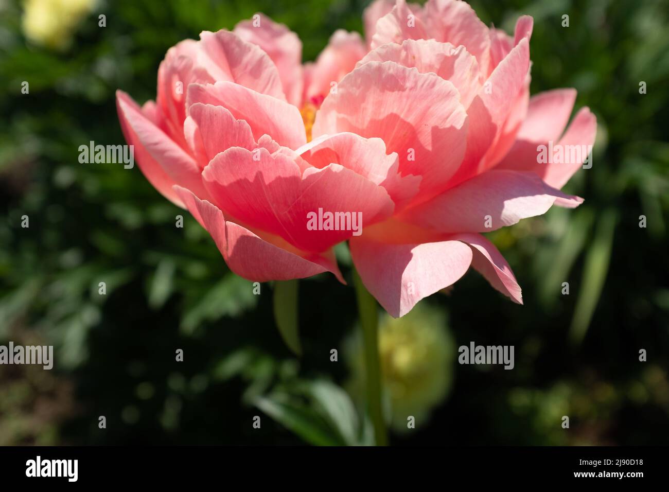 A single peony bud on blurred green leaves background at the sunny day ...
