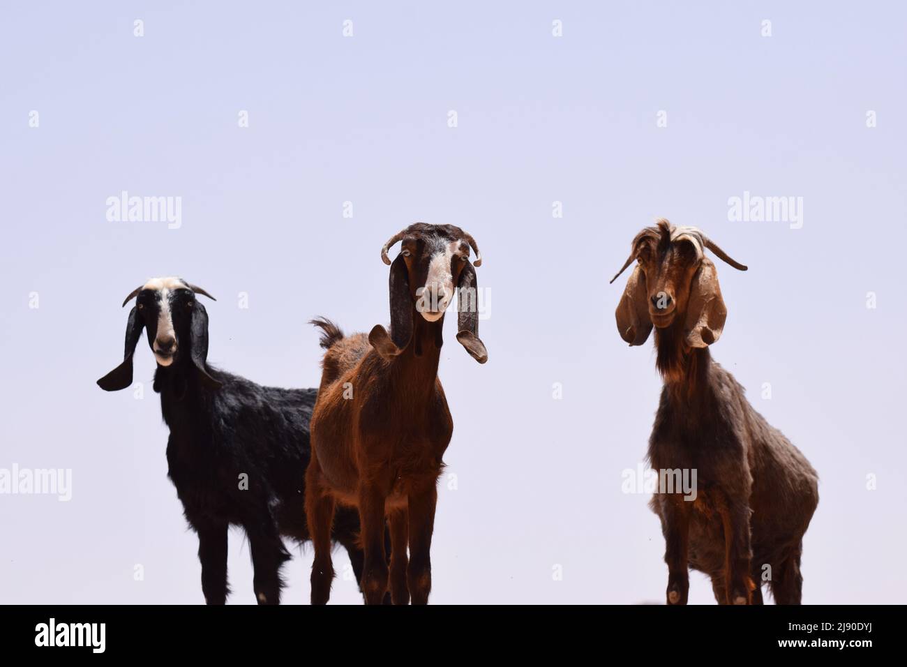 Standing billy goat hi-res stock photography and images - Alamy