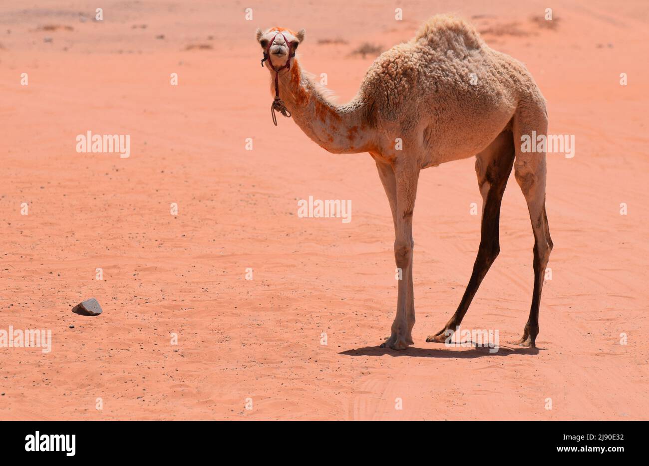 A baby camel calf in the desert of Wadi Rum in Jordan Stock Photo - Alamy