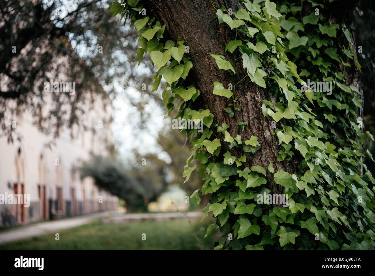 Green ivy vine climbing tree trunk Stock Photo - Alamy