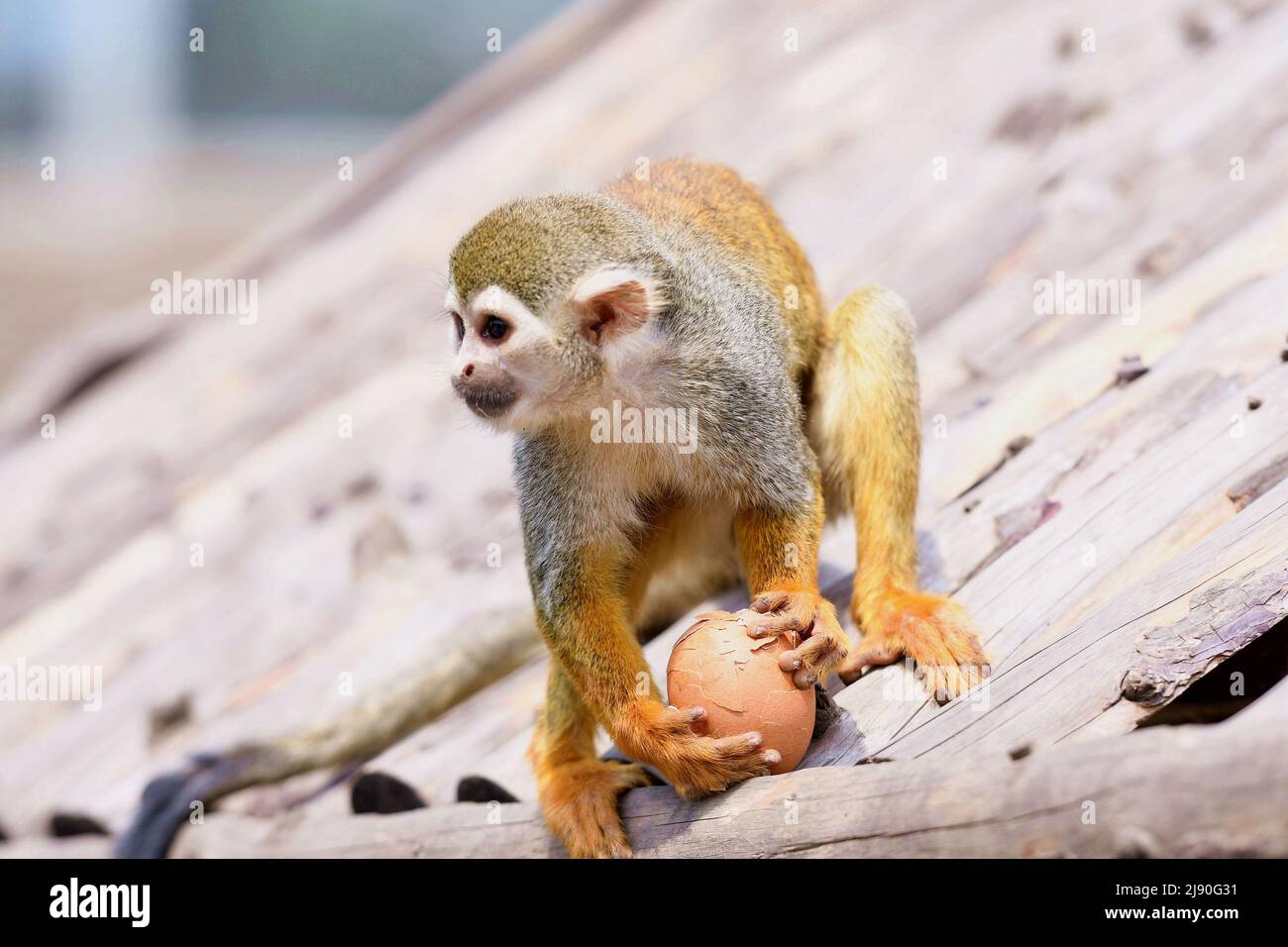 Spider Monkeys Eating Eggs