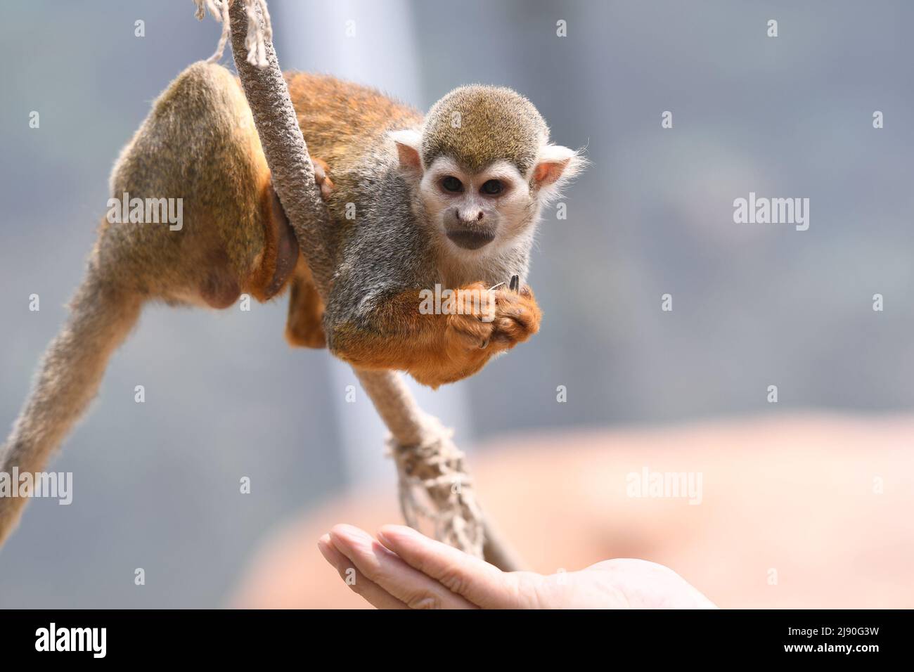 SHANGHAI, CHINA - MAY 19, 2022 - A squirrel monkey eats melon seeds ...