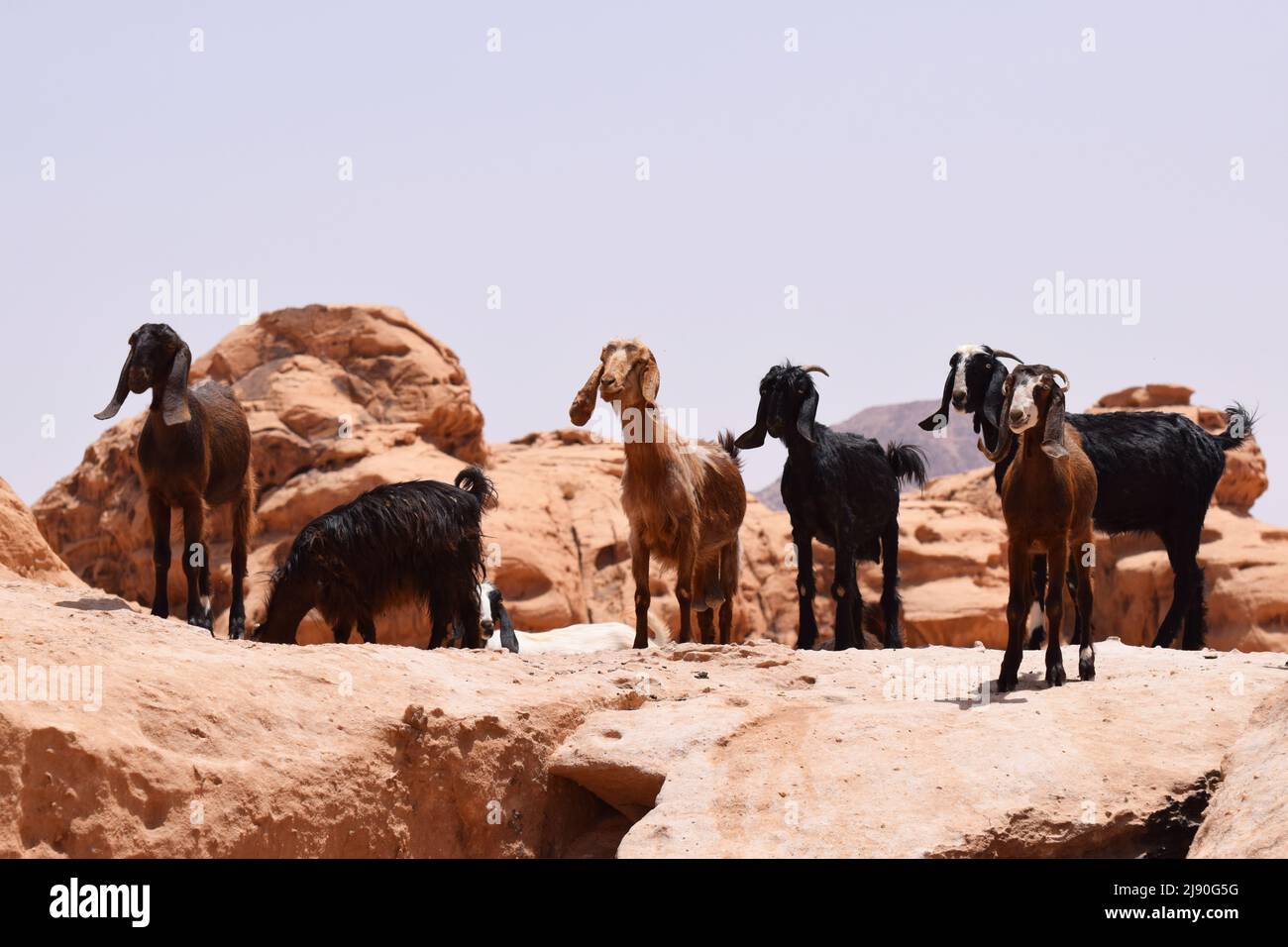 Mountain animals goat hi-res stock photography and images - Alamy