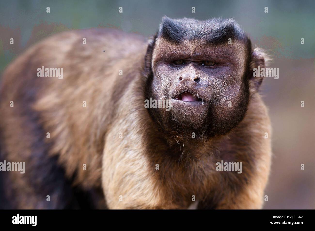 SHANGHAI, CHINA - MAY 19, 2022 - Black-capped hanging monkeys play at ...