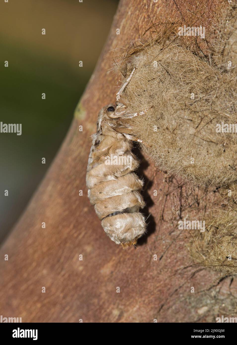 Live Oak Tussock moth (Orgyia detrita) emerging from a cocoon on a ...
