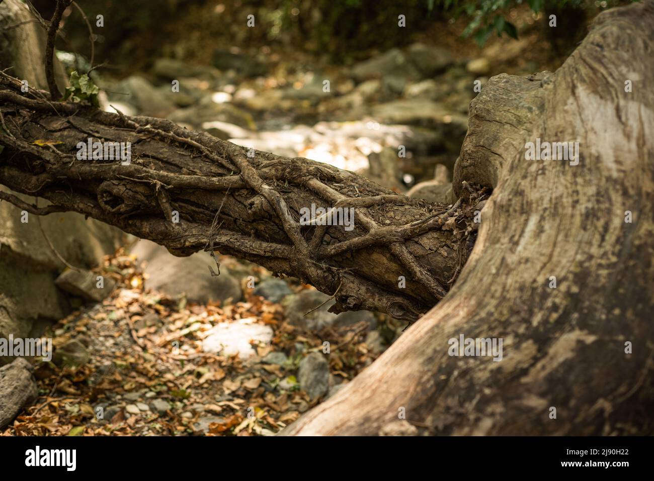 Twisted organic vines growing together with root texture. Old vintage ...