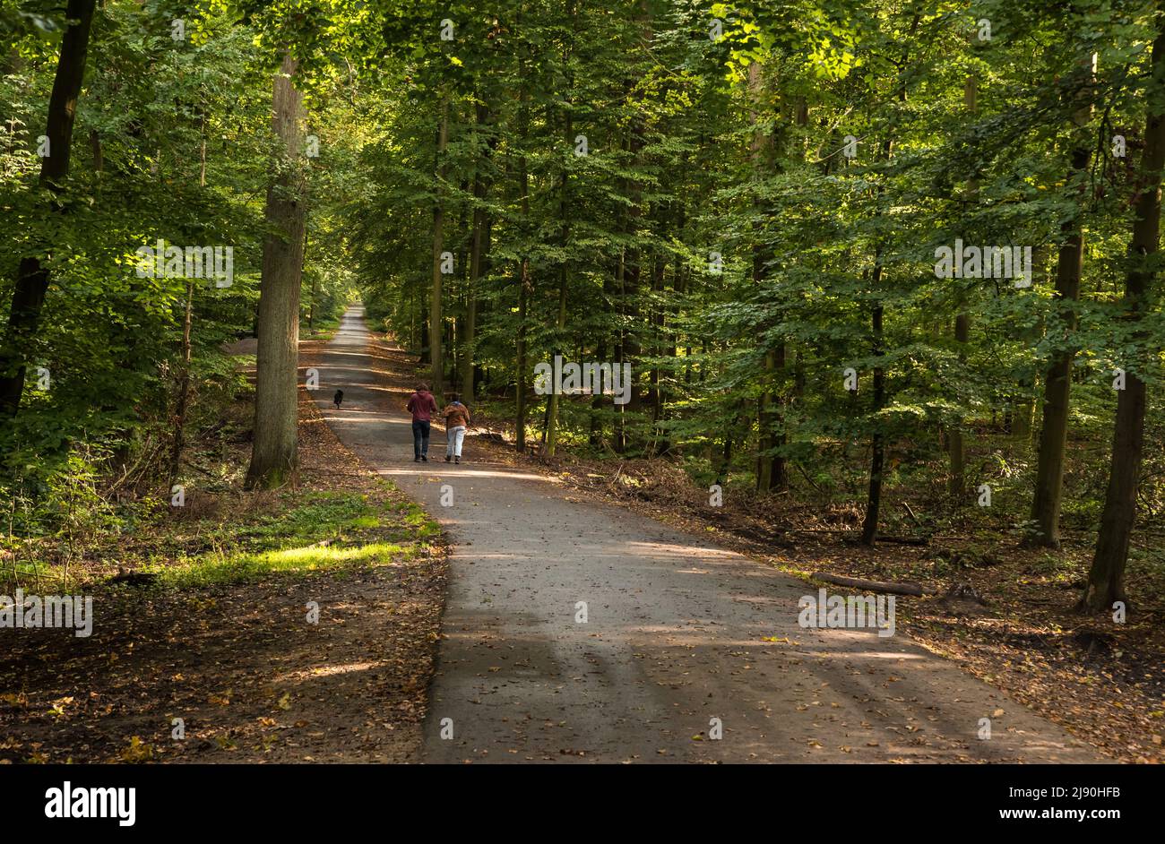Foret des soignes hi-res stock photography and images - Alamy