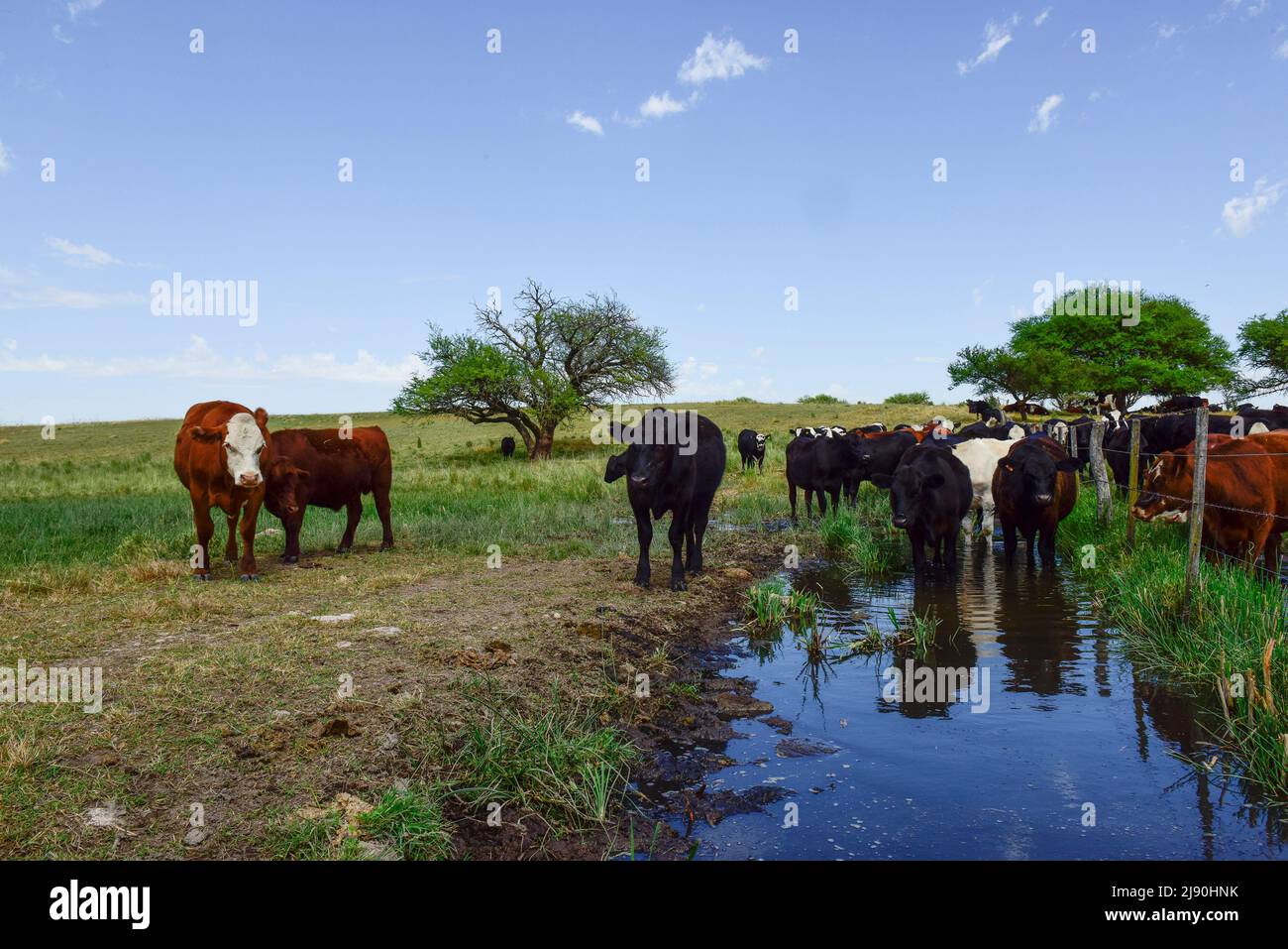 Cows raised with natural pastures, meat production in the Argentine ...