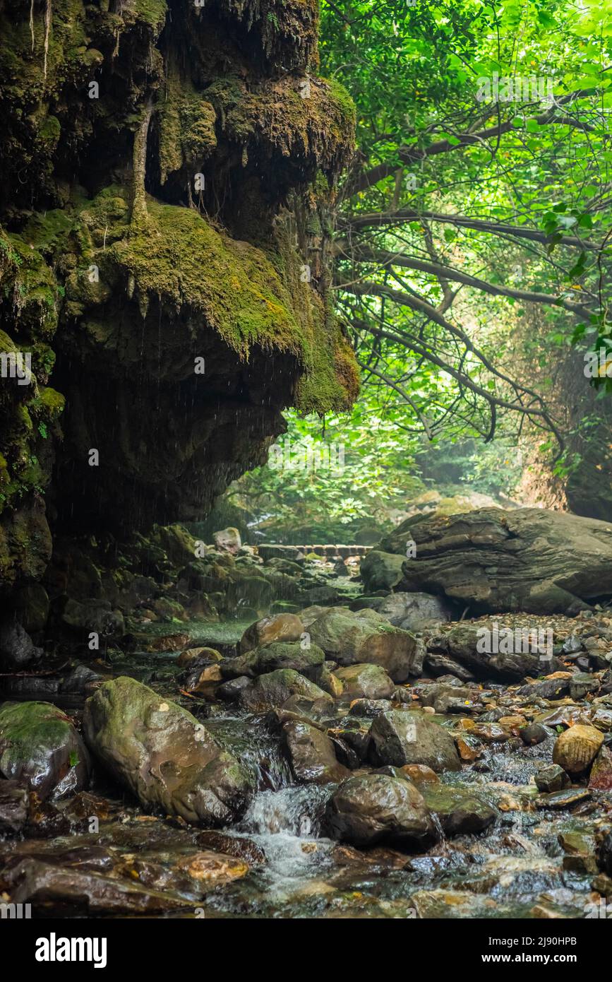 Impressive forest and river view in Kaz Mountains National Park. Crying ...