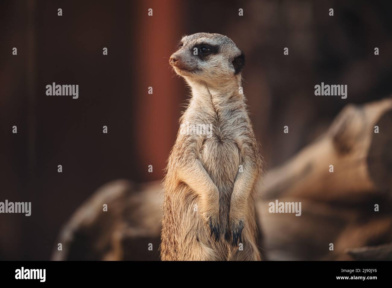 Cute and funny suricate animal standing Stock Photo - Alamy