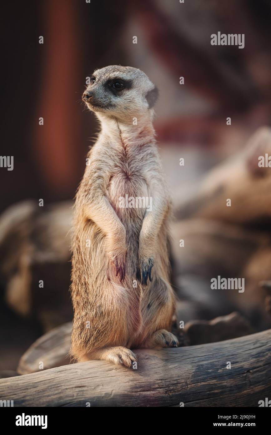 Cute and funny suricate animal standing Stock Photo - Alamy