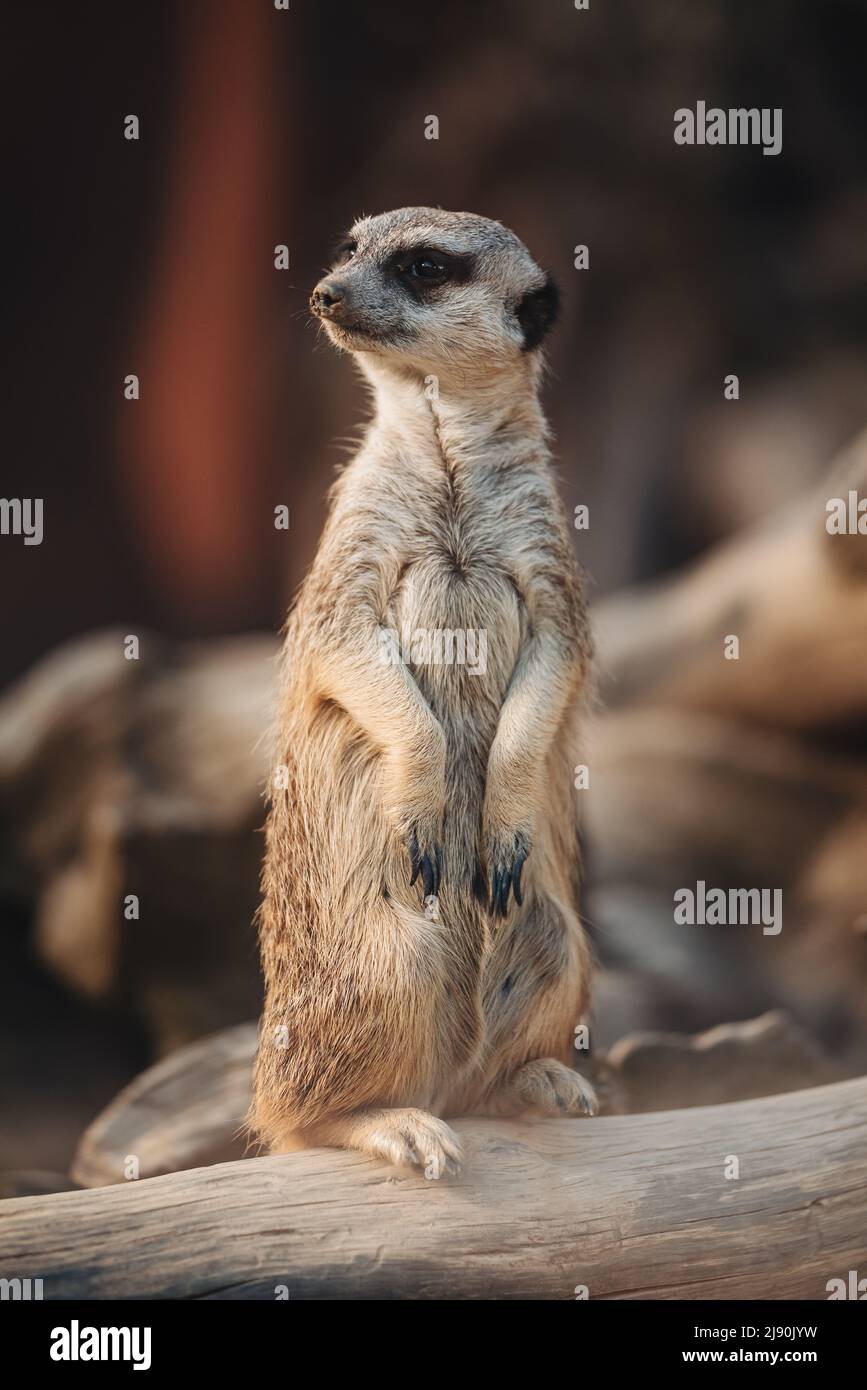 Cute and funny suricate animal standing Stock Photo - Alamy
