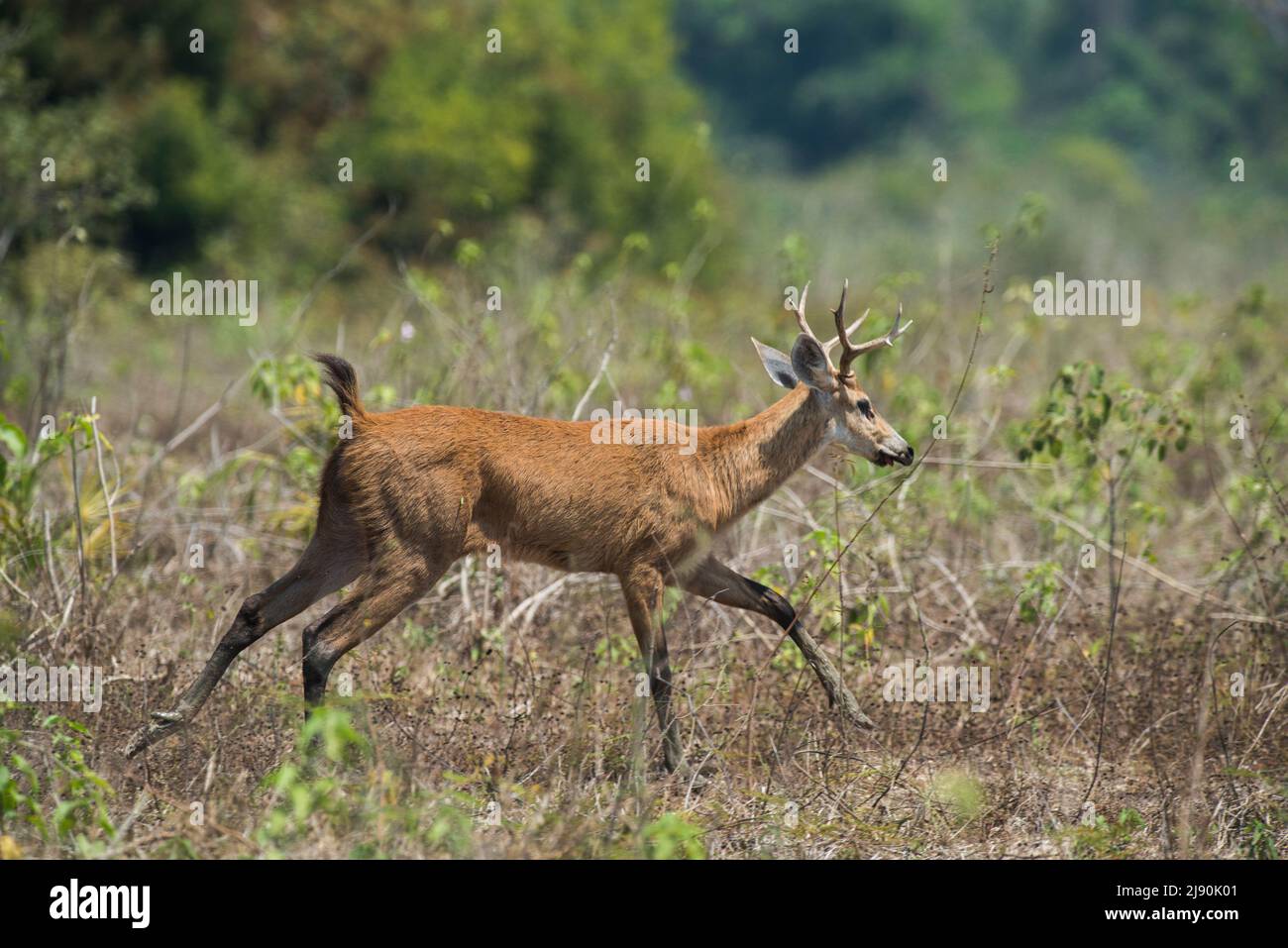 Marsh deer in Pantanal forest environment, Pantanal , Mato Grosso ...