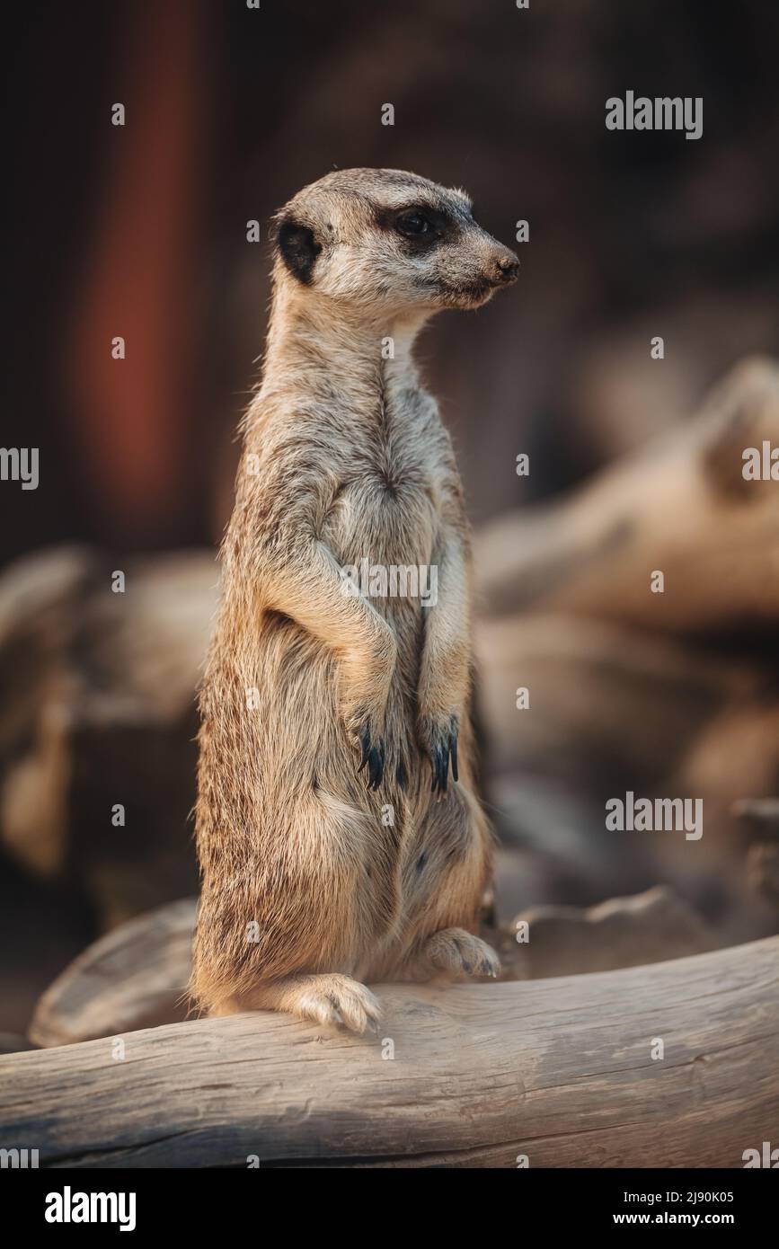 Cute and funny suricate animal standing Stock Photo - Alamy