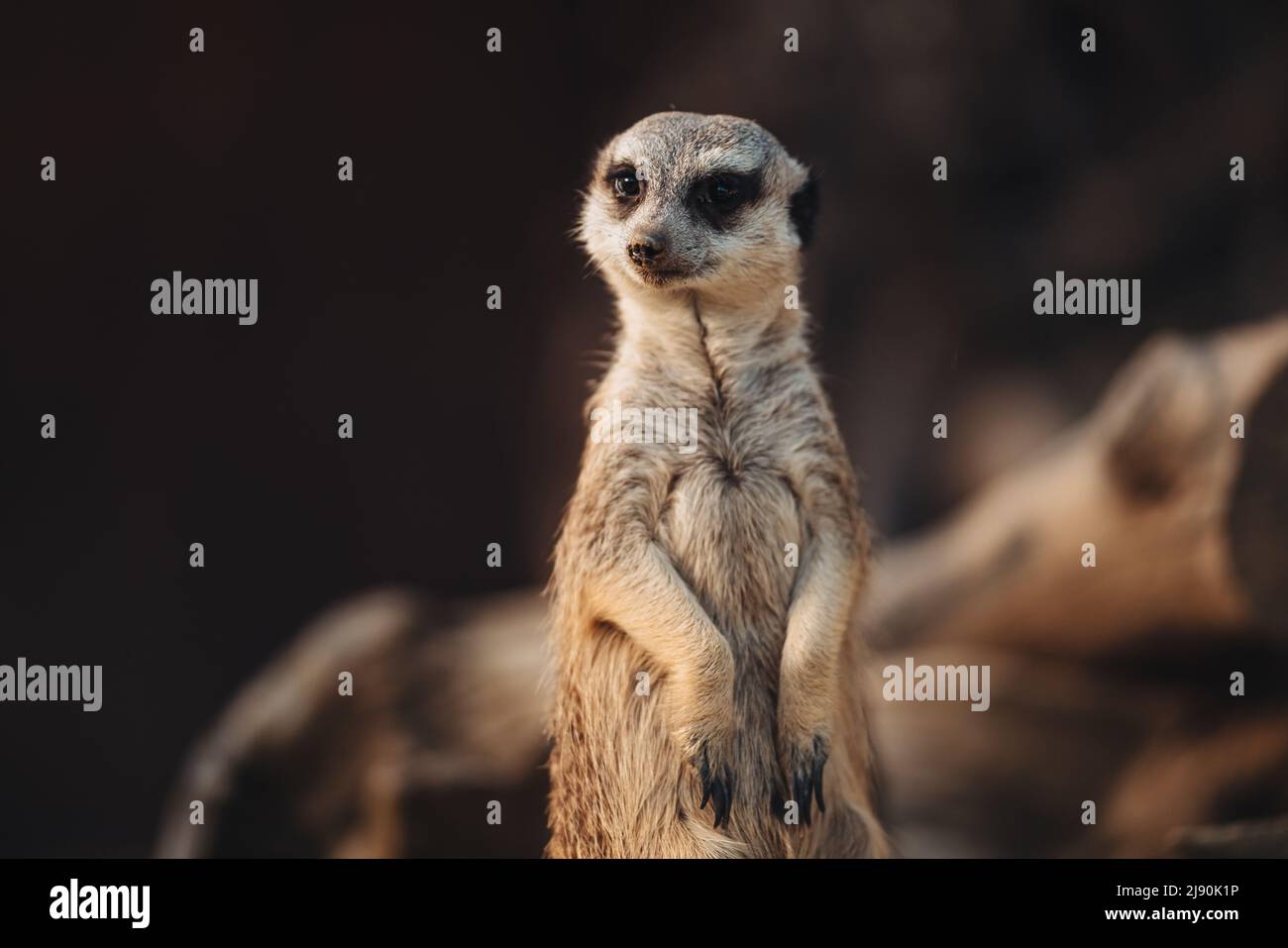 Cute and funny suricate animal standing Stock Photo - Alamy