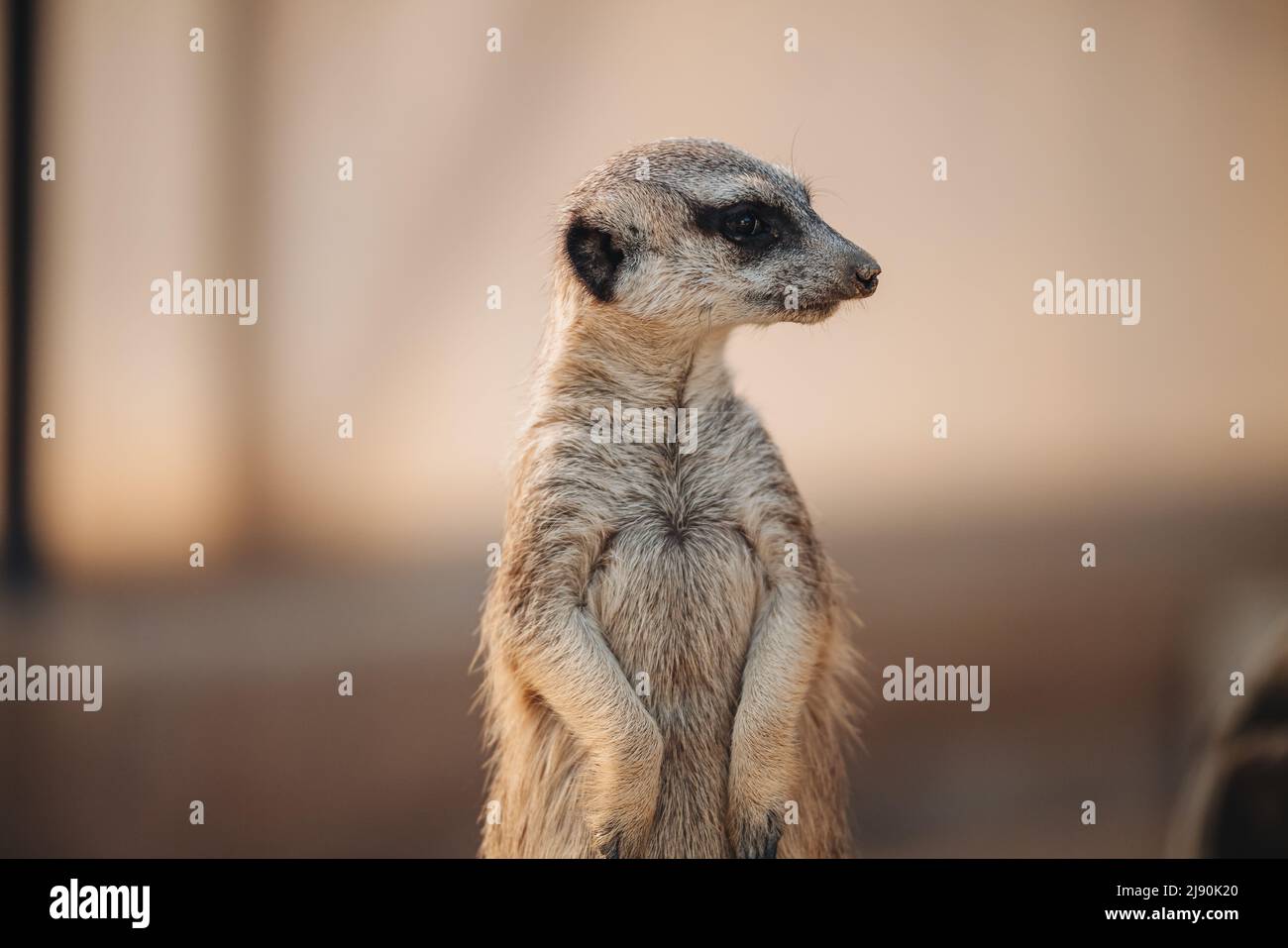 Cute and funny suricate animal standing Stock Photo - Alamy