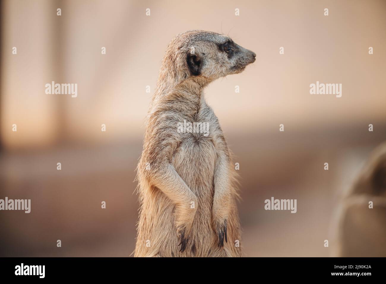 Cute and funny suricate animal standing Stock Photo - Alamy