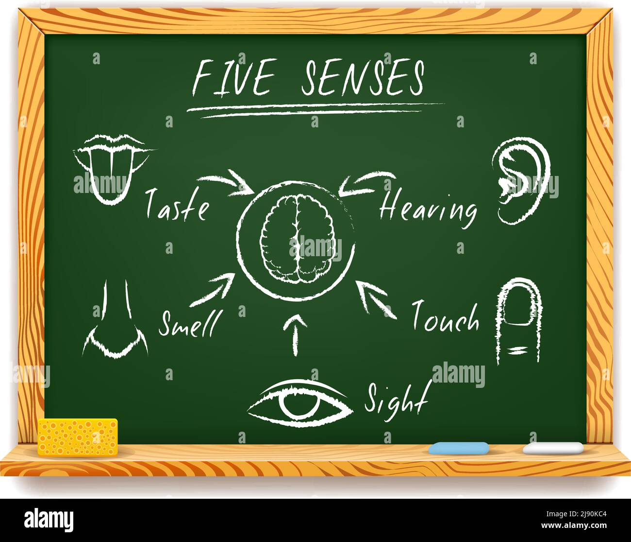 Five senses Cut Out Stock Images & Pictures - Alamy