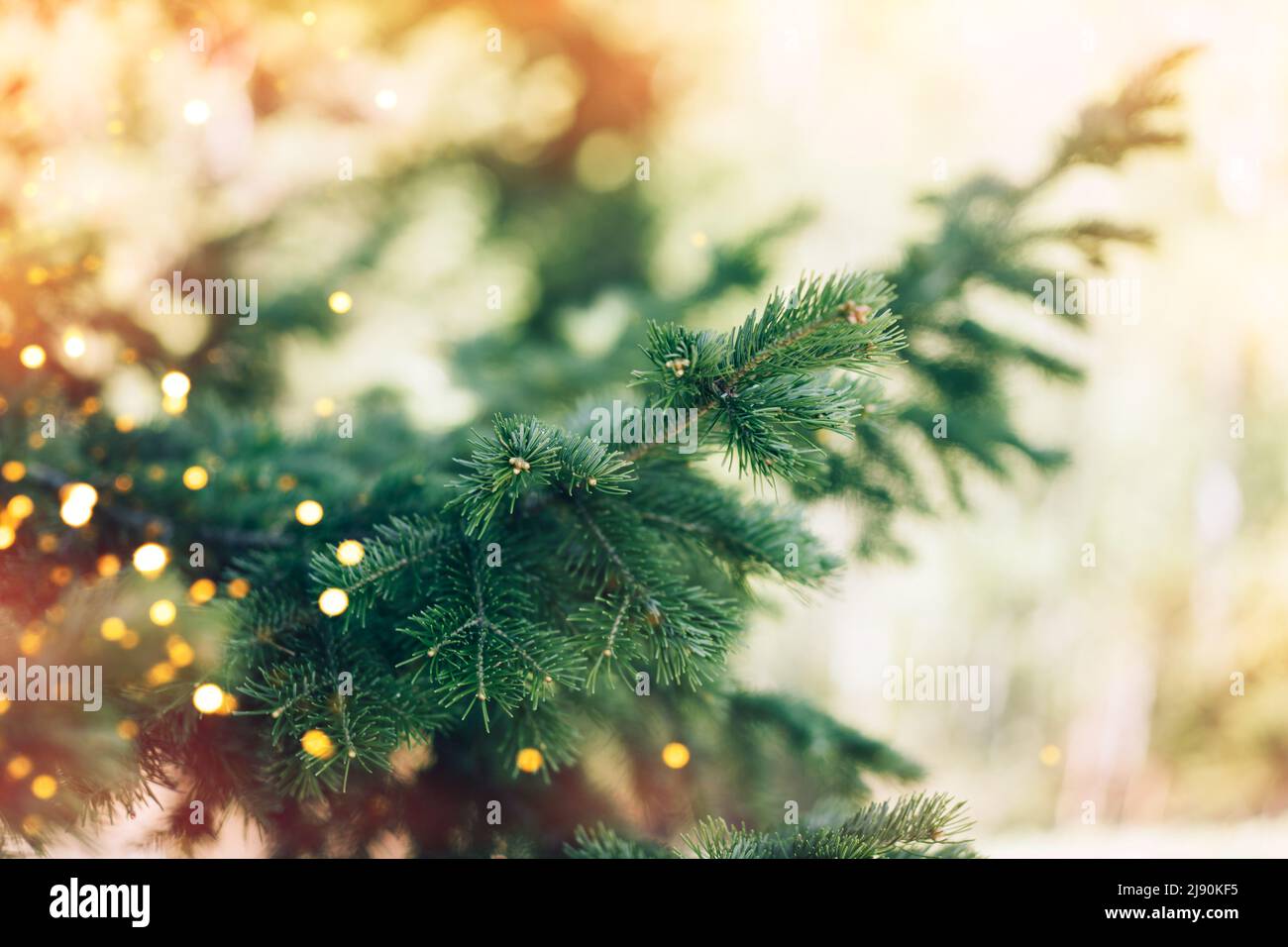 Christmas tree branch with golden lights with sunlight Stock Photo - Alamy