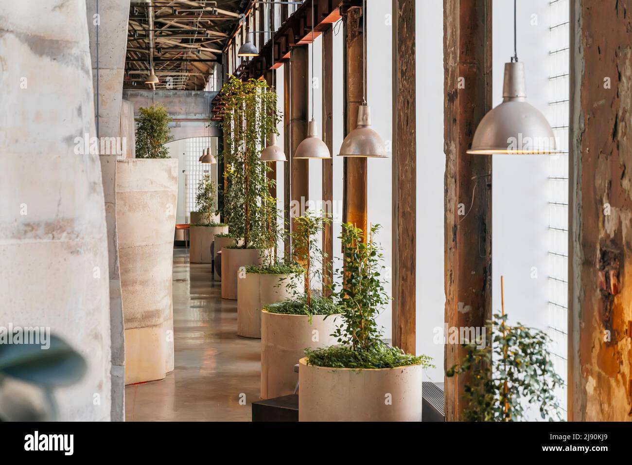 Row of natural large houseplants near windows of inside industrial ...
