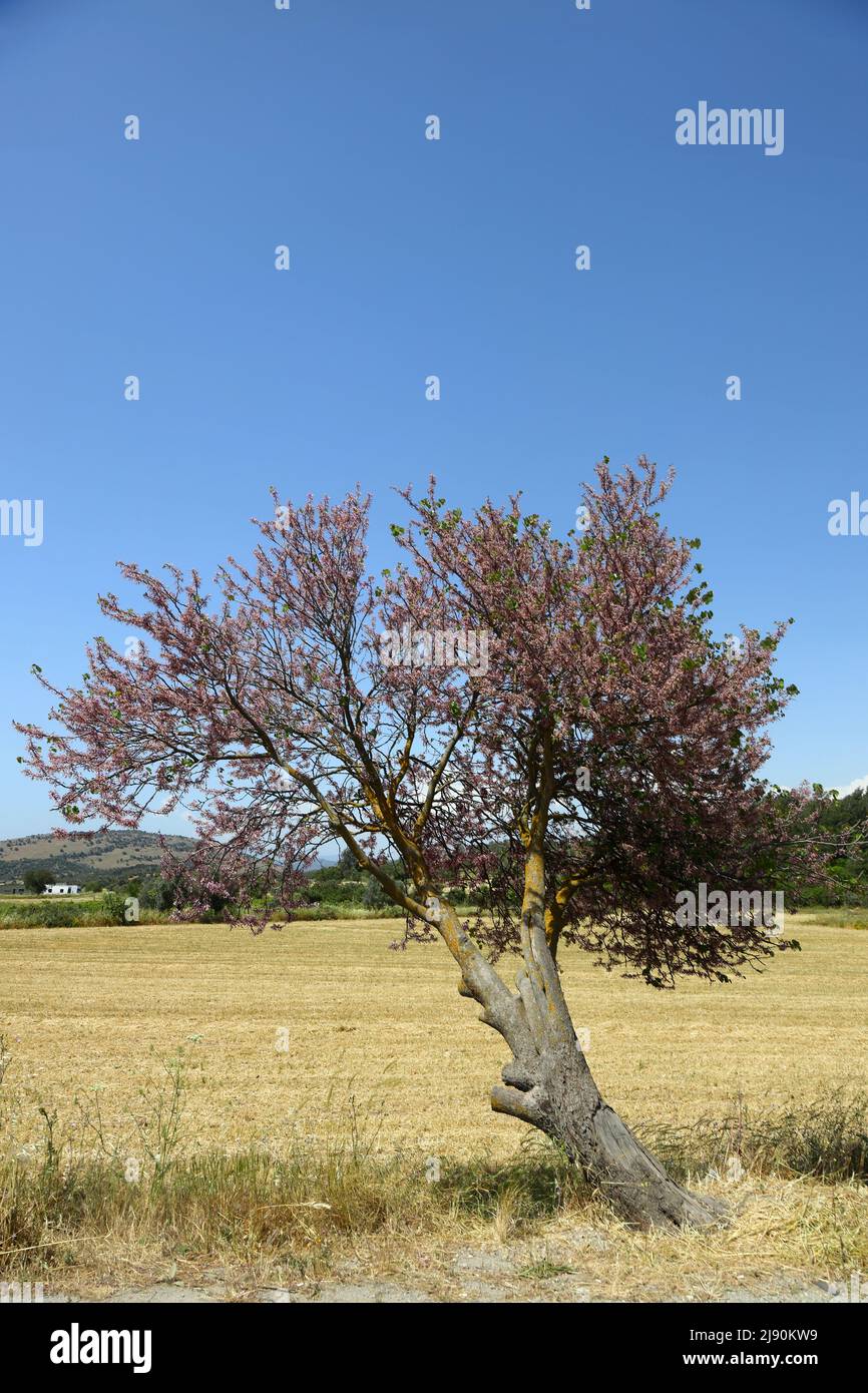 Redbud tree autumn hi-res stock photography and images - Alamy