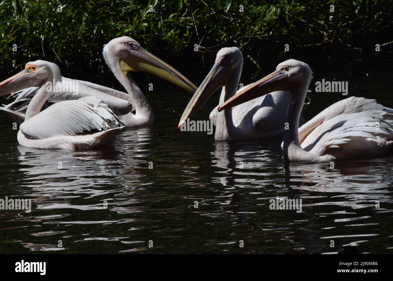 London, UK. 19th May 2022. Resident pelicans at St James's Park wait ...