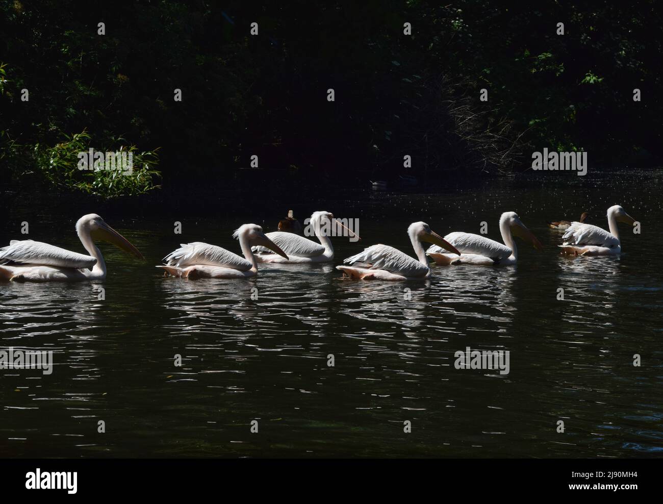 London, UK. 19th May 2022. Resident pelicans at St James's Park wait ...