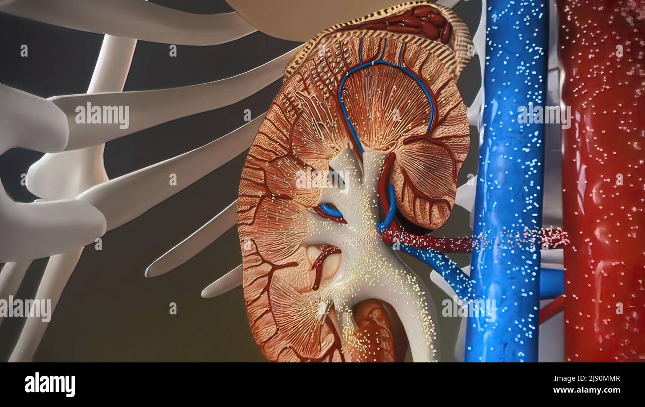 Renal Circulation High Resolution Stock Photography and Images - Alamy