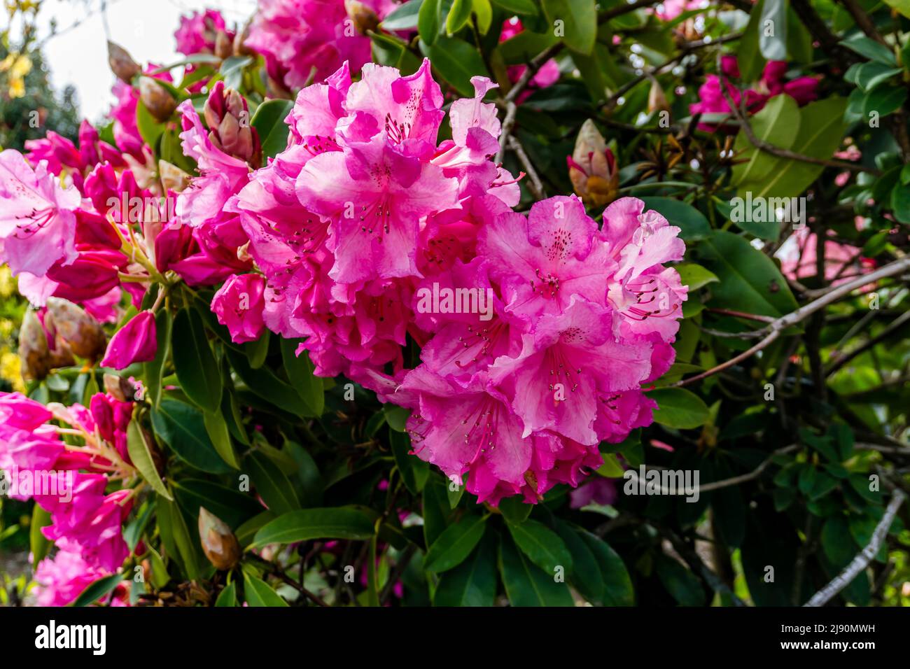 Pink rhododendron in home hi-res stock photography and images - Alamy