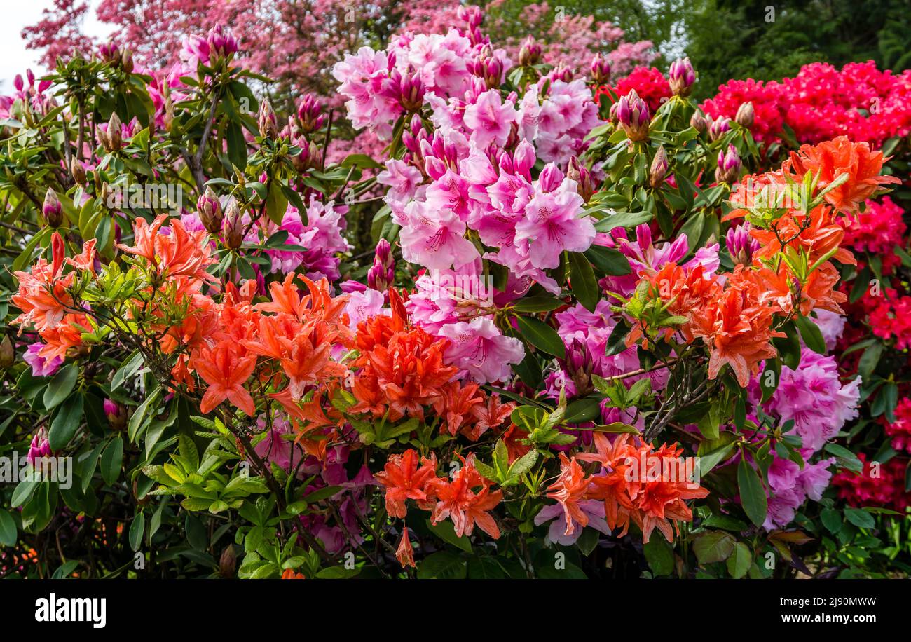 Rich glorious flowers bursting with color in a garden in Burien ...