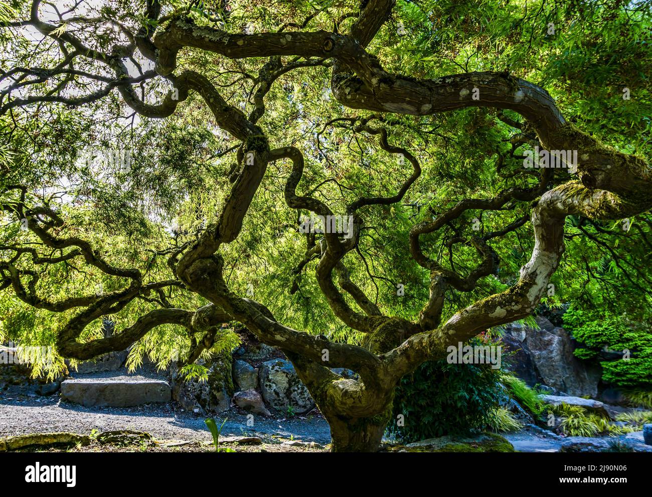 Light shines through a Japanese Maple giving the branches an abstract ...