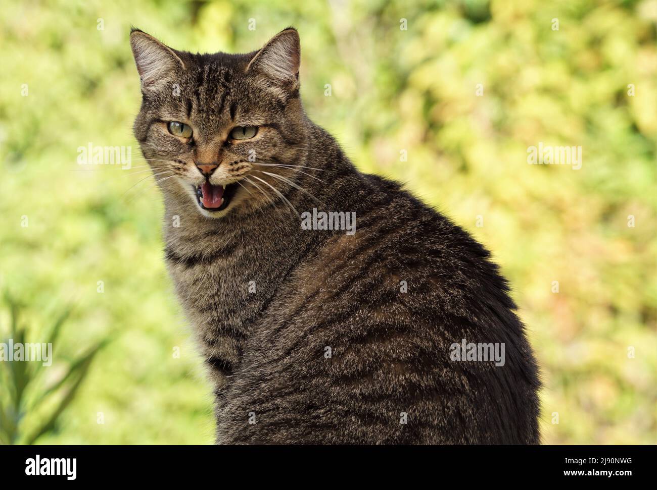 Talking cat hi-res stock photography and images - Alamy