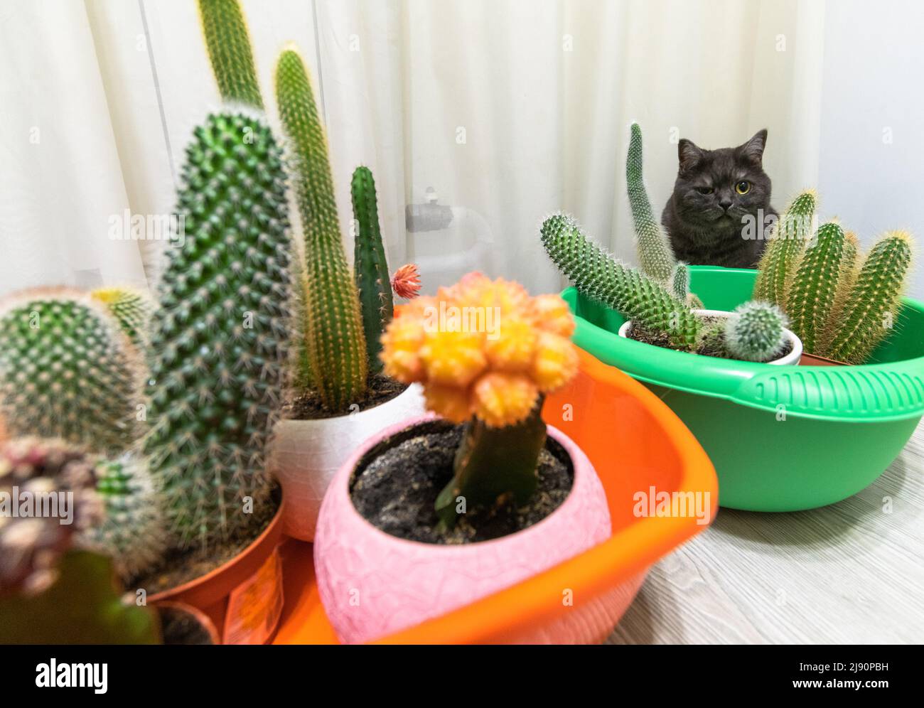 Cacti in basins on the floor and cat Stock Photo - Alamy