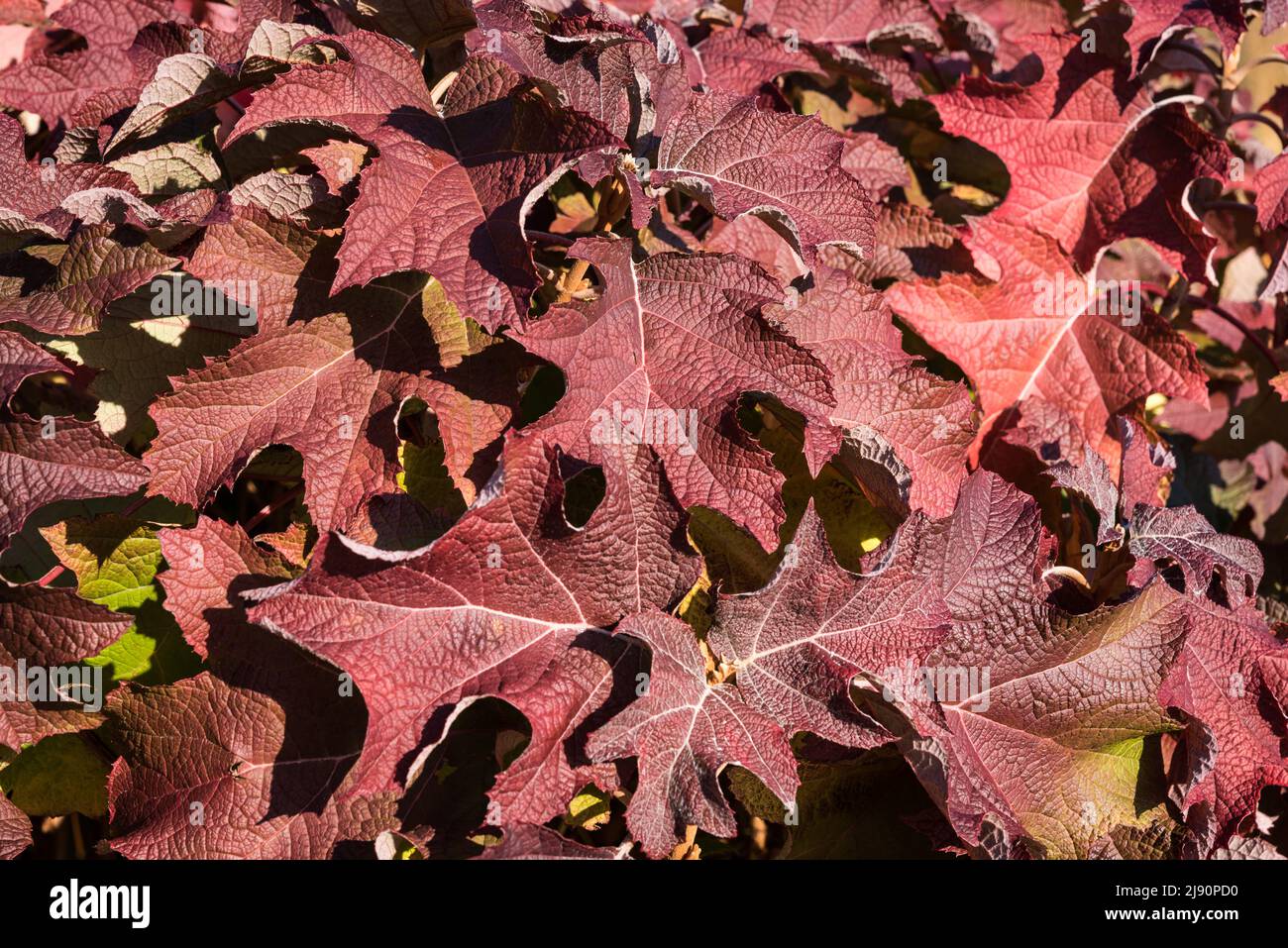 Foliage in autumn colors hi-res stock photography and images - Alamy