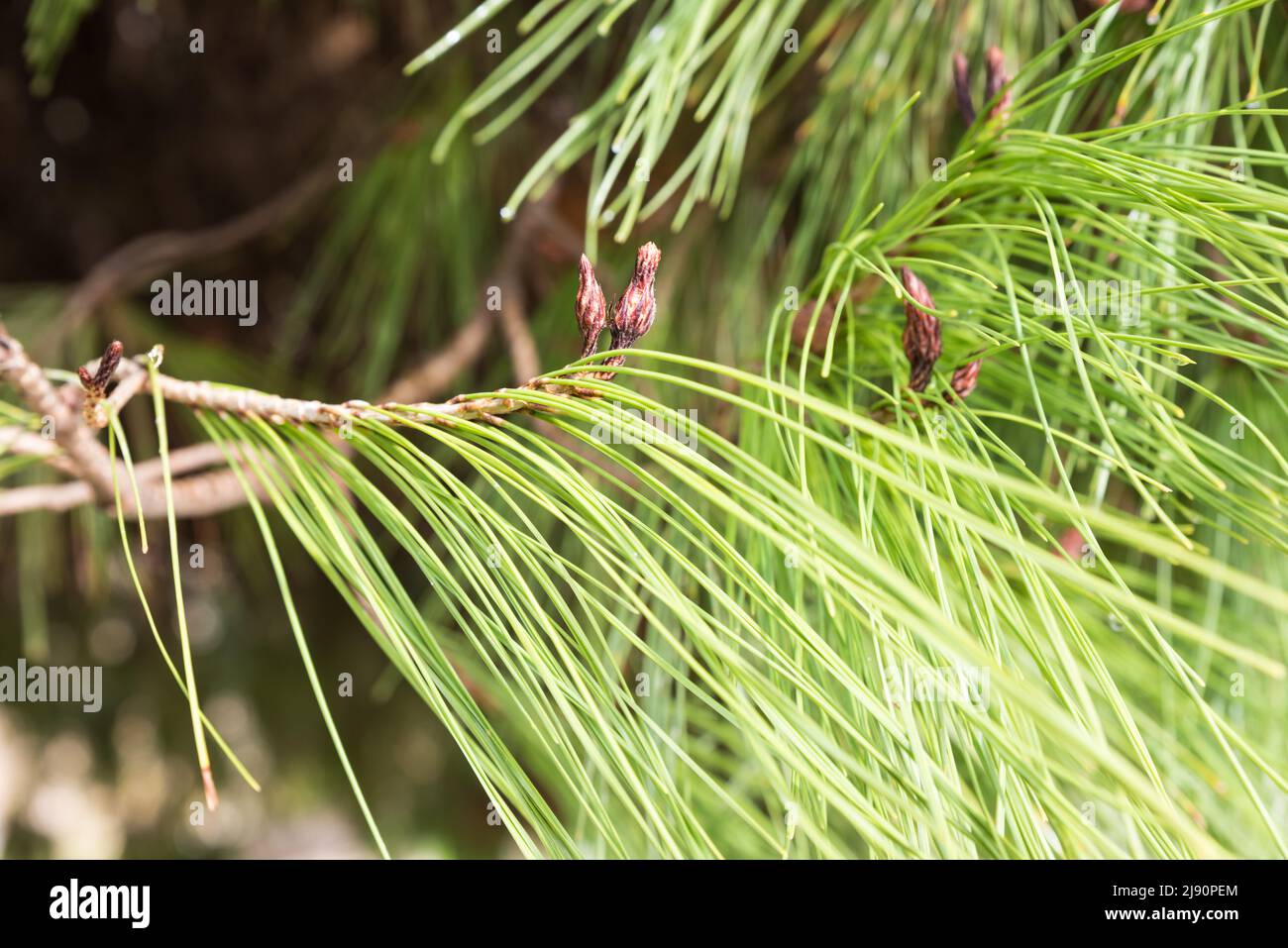 Pinus halepensis tree hi-res stock photography and images - Alamy
