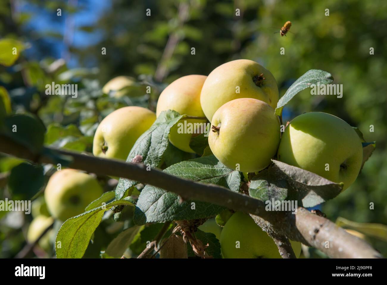 Apple tree branch with apples and flying bee Stock Photo - Alamy