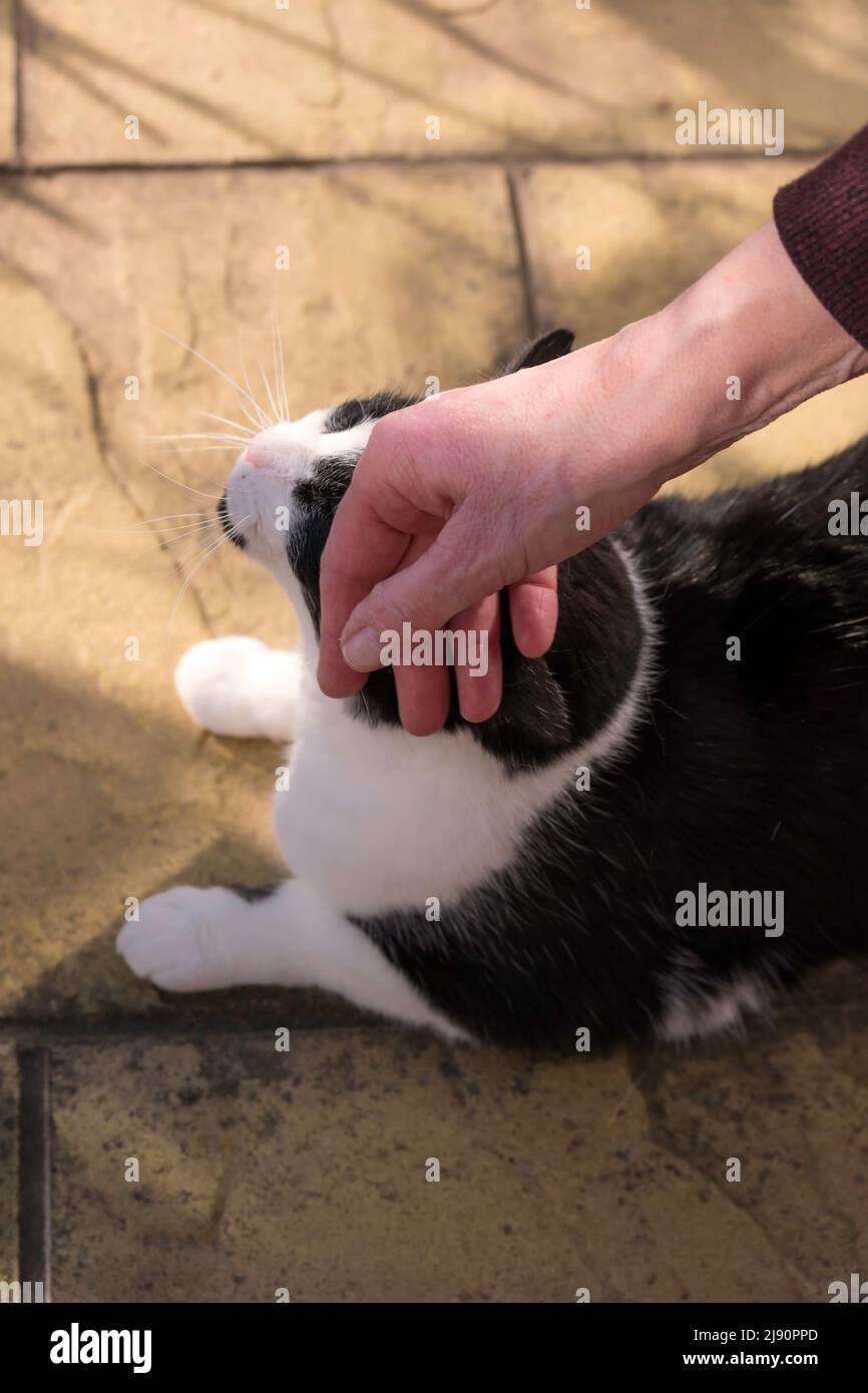 Hand touch cat's head at the garden Stock Photo - Alamy