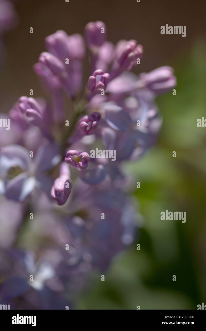 Flowering Syringa vulgaris, common lilac, natural macro floral ...