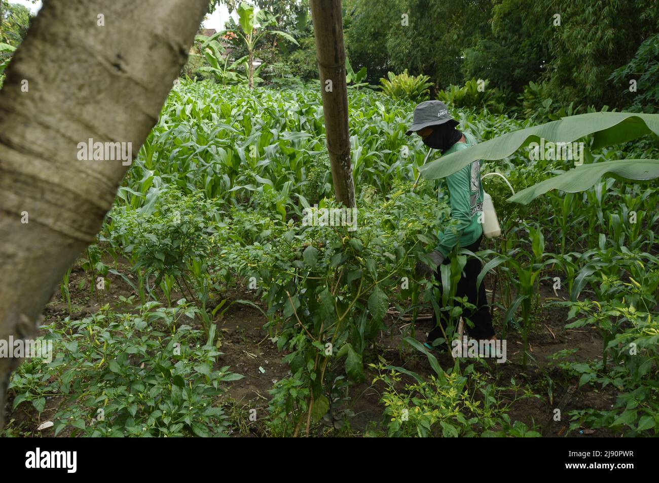 corn field with farmers at work Stock Photo - Alamy