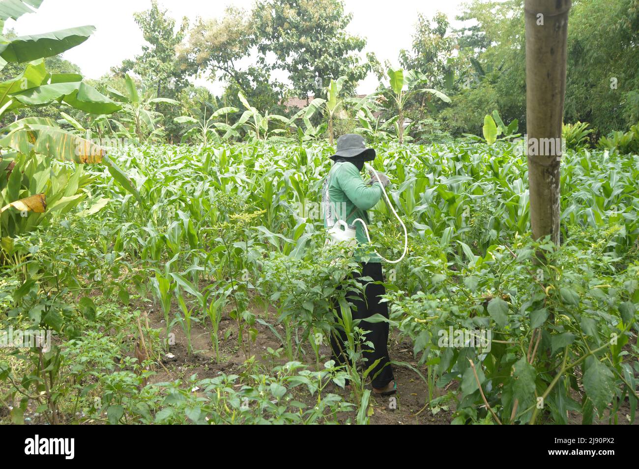 corn field with farmers at work Stock Photo - Alamy