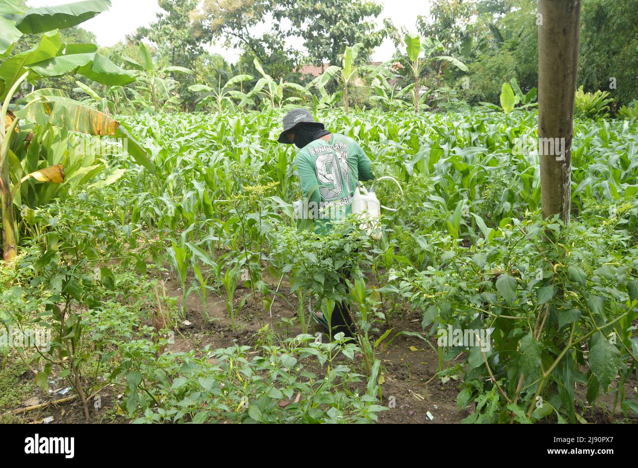corn field with farmers at work Stock Photo - Alamy