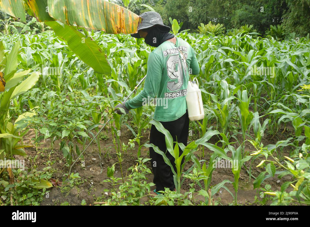 corn field with farmers at work Stock Photo - Alamy