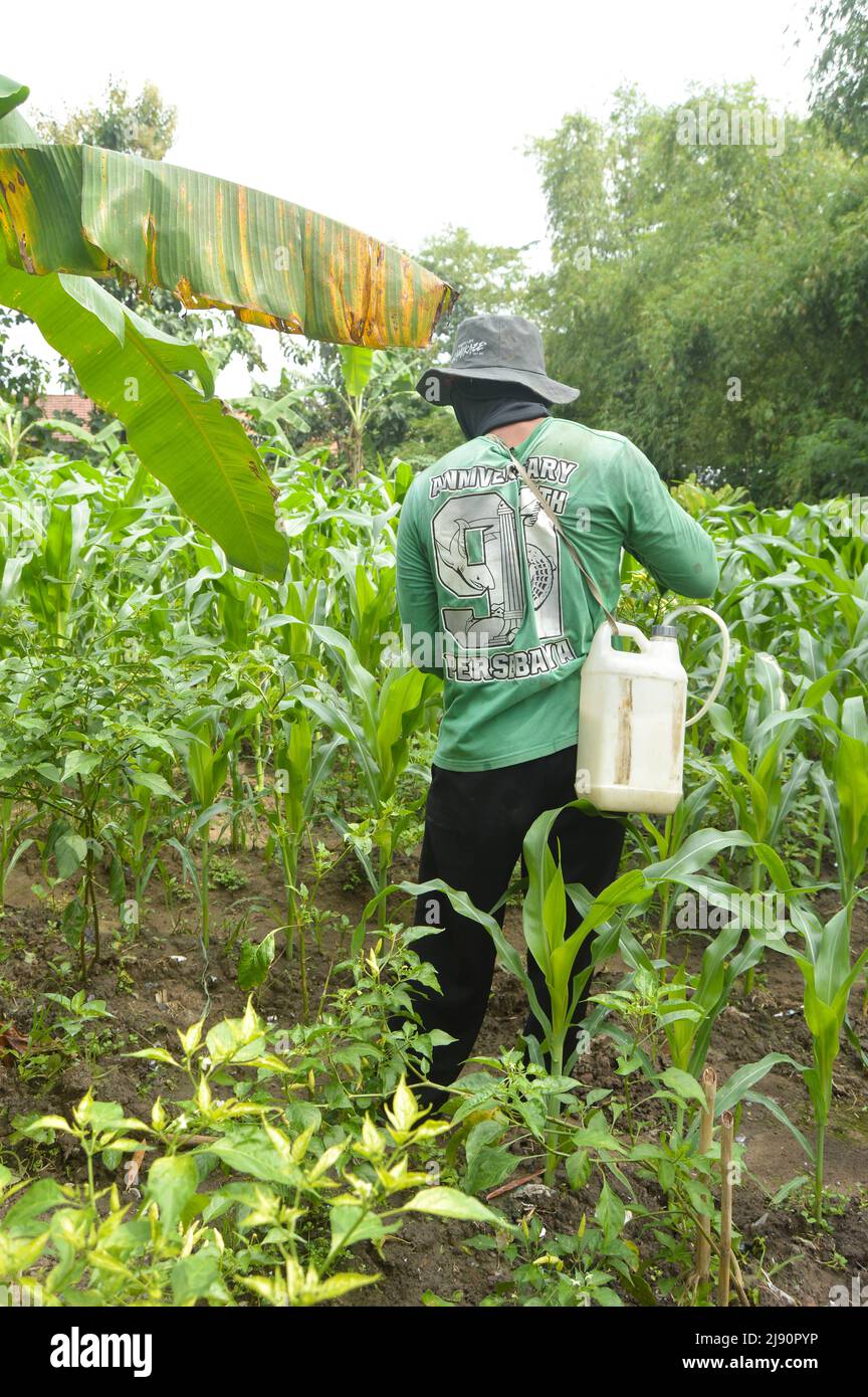 corn field with farmers at work Stock Photo - Alamy
